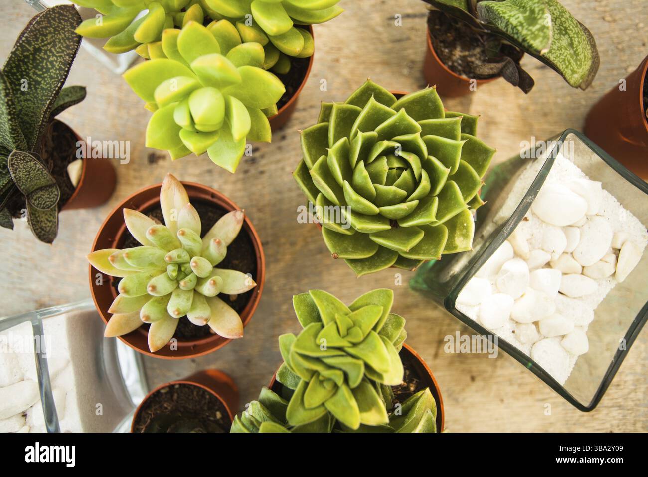 Succulents in pots hi-res stock photography and images - Alamy