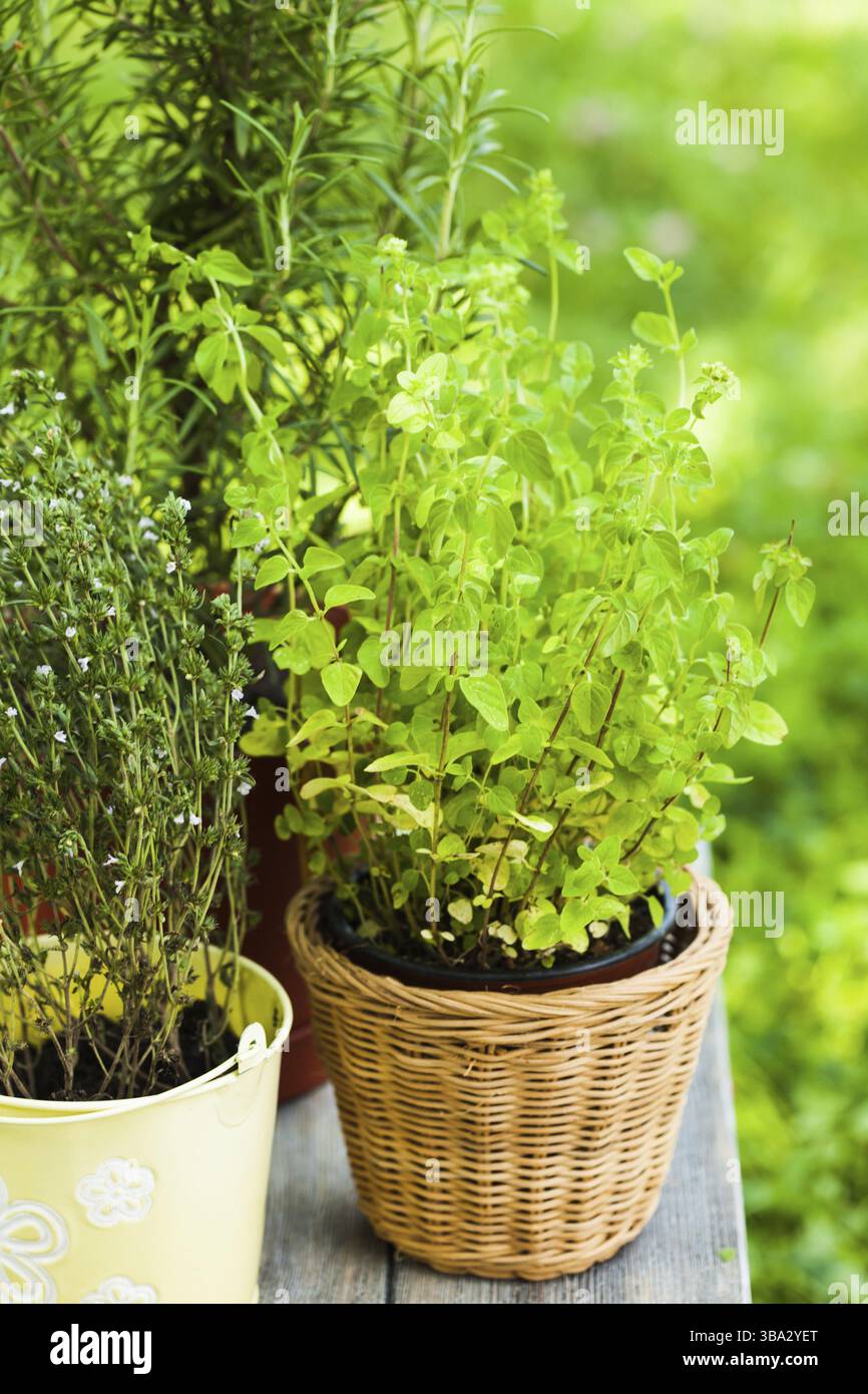 Oregano bush in basket close up the leaves Stock Photo - Alamy