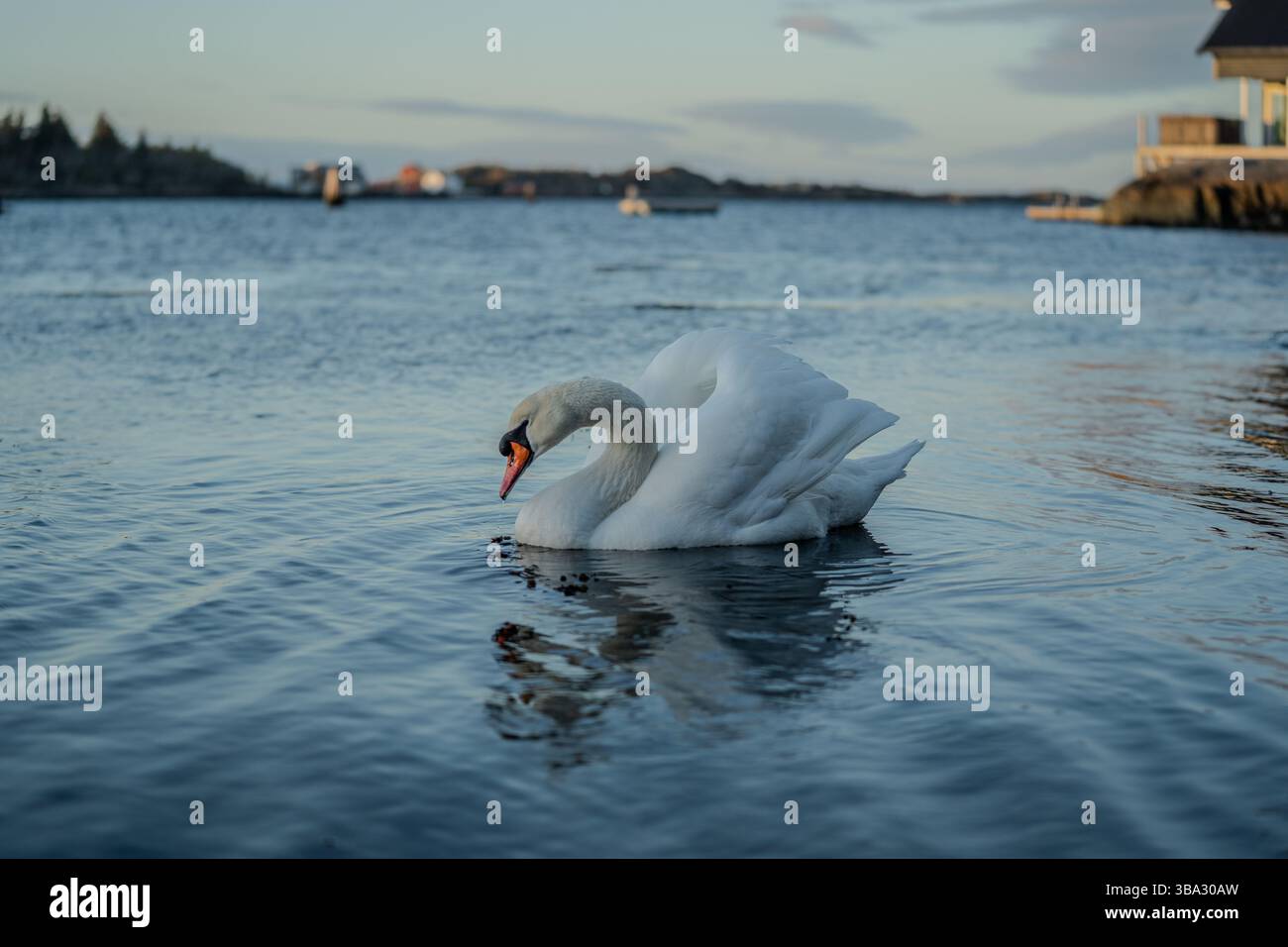 The most beautiful and gorgeous bird is a mute swan. They are common in ...