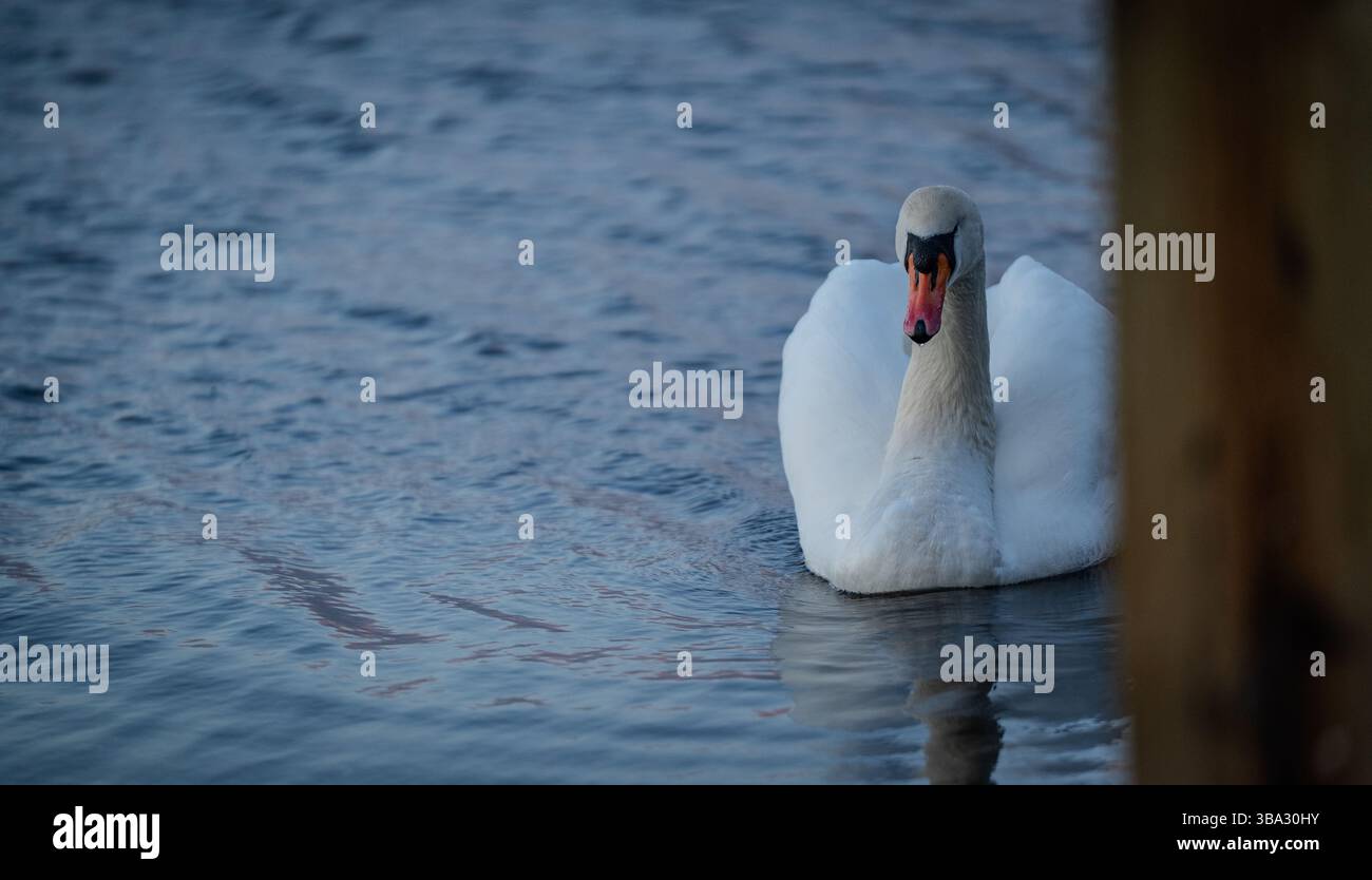 The most beautiful and gorgeous bird is a mute swan. They are common in ...