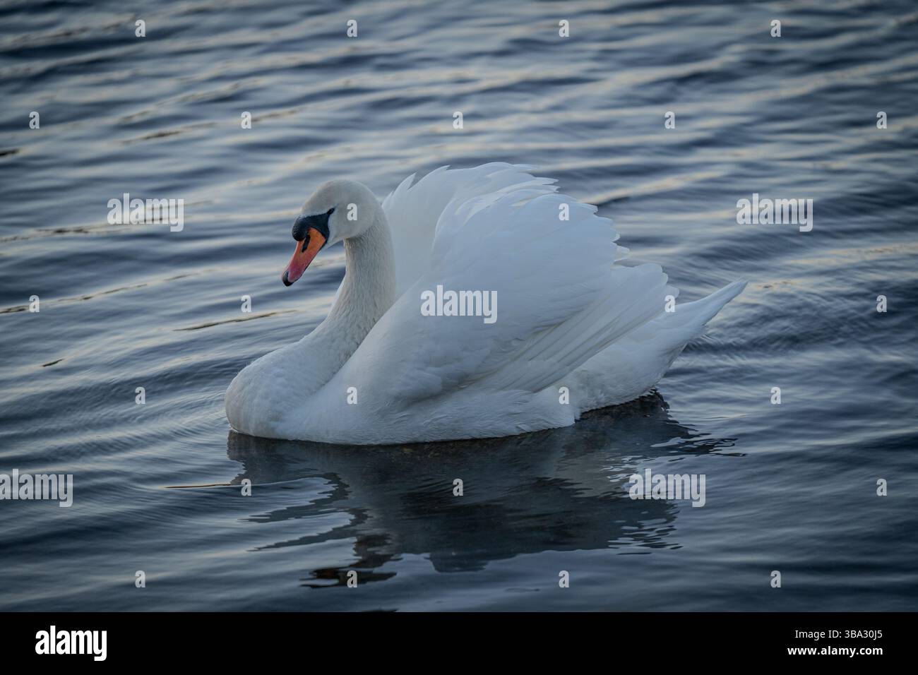 The most beautiful and gorgeous bird is a mute swan. They are common in ...