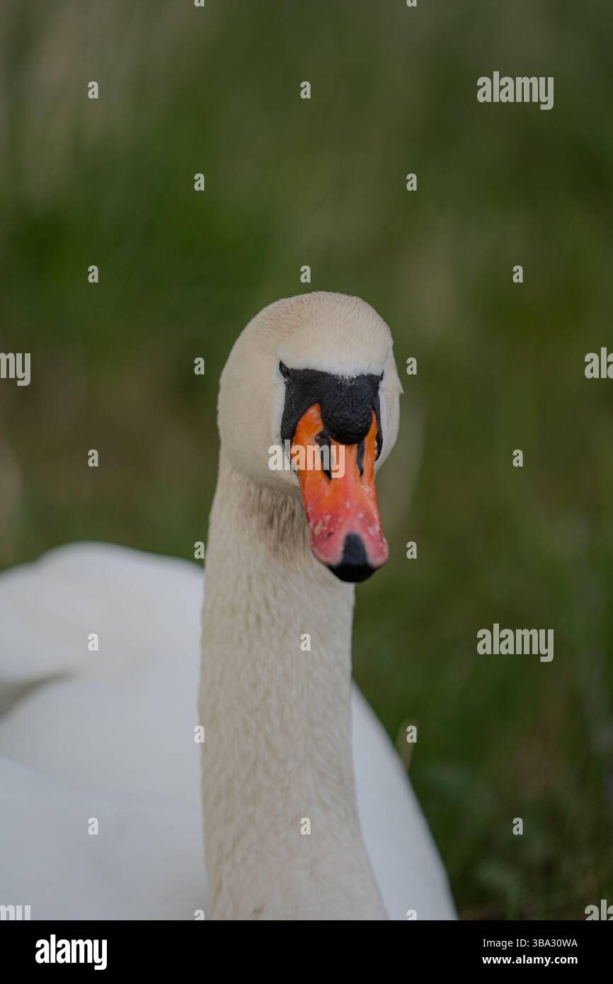 The most beautiful and gorgeous bird is a mute swan. They are common in ...