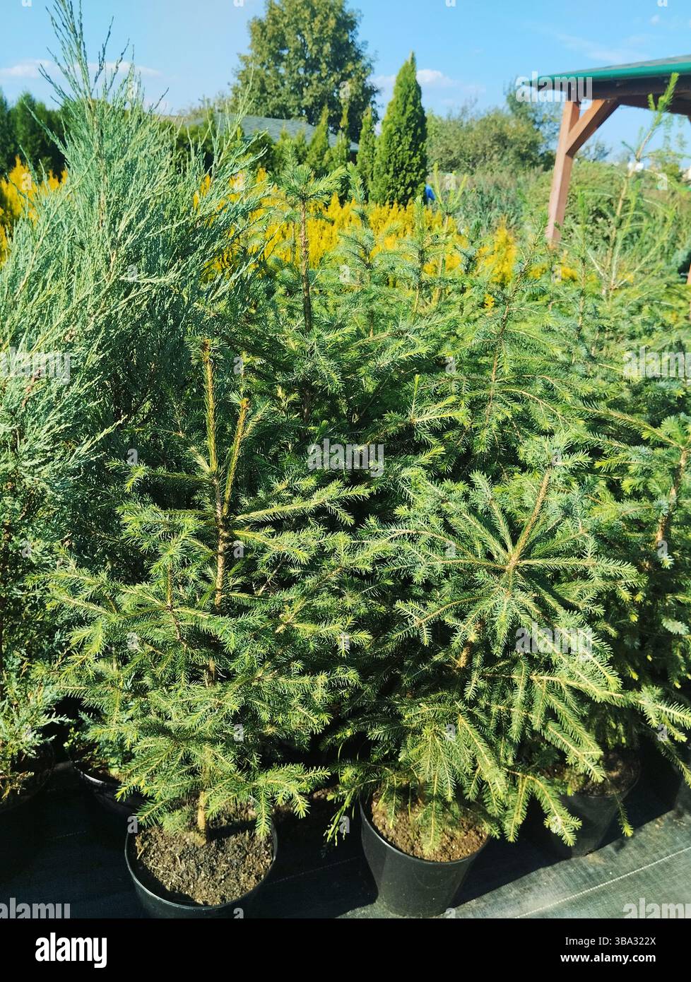 restoration of forest plantations. Tree seedlings in planters Stock ...