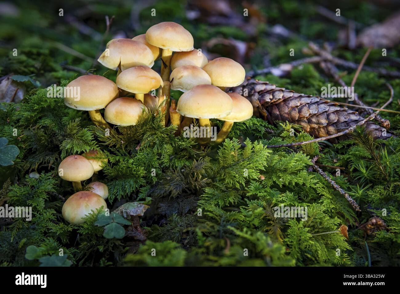 Hypholoma fasciculare, commonly known as the sulphur tuft, sulfur tuft ...