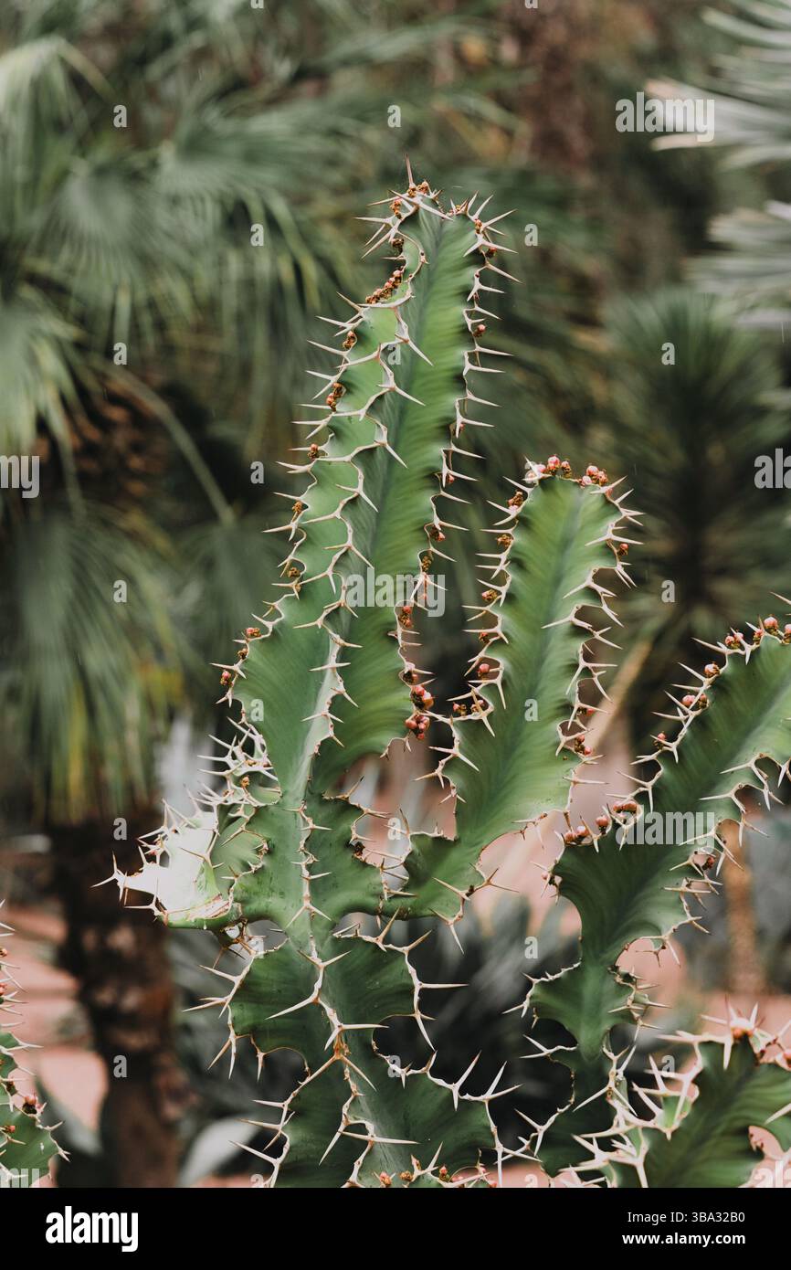 Closeup of a succulent plant with thorns and small buds growing in a ...