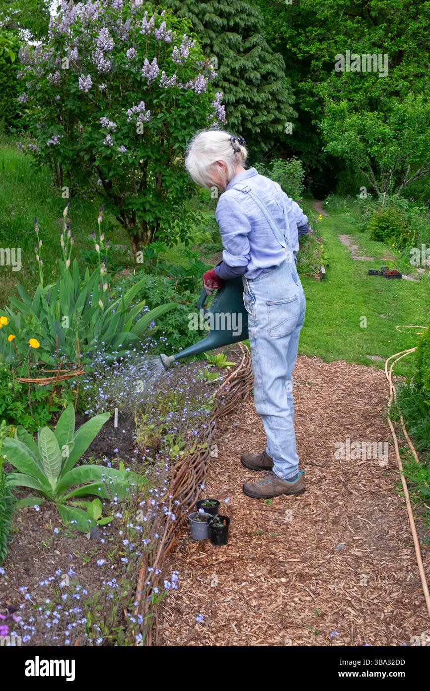 Stylish older woman gardener wearing dungarees gardening in spring May ...