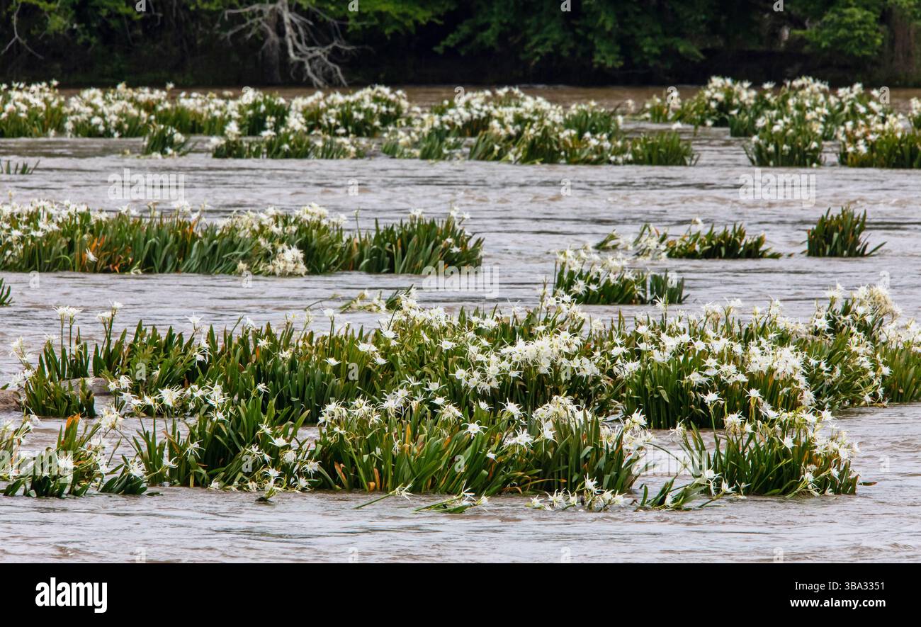 Endangered rocky shoals spider lilies bloom among the rapids of the ...
