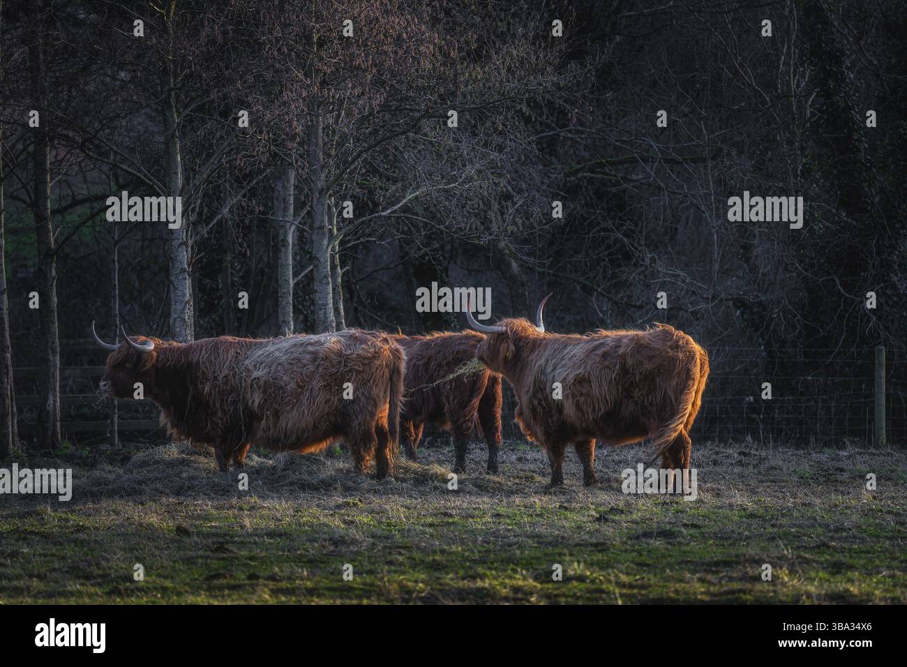 Beautiful, long furred or haired, ginger coloured Scottish Highland ...