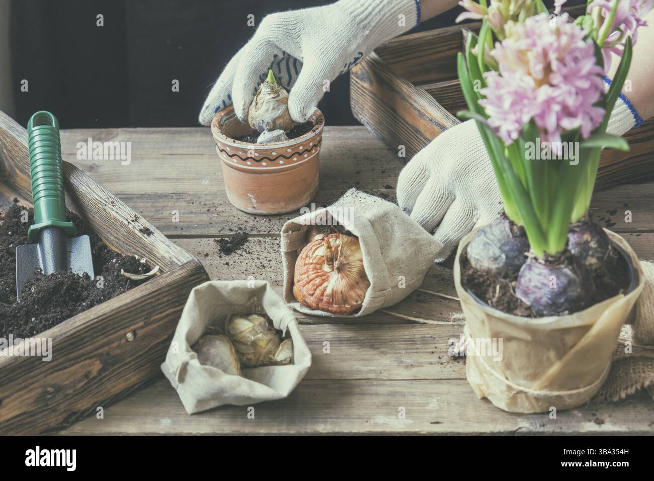 Gardening and planting concept. Woman hands planting hyacinth in ...