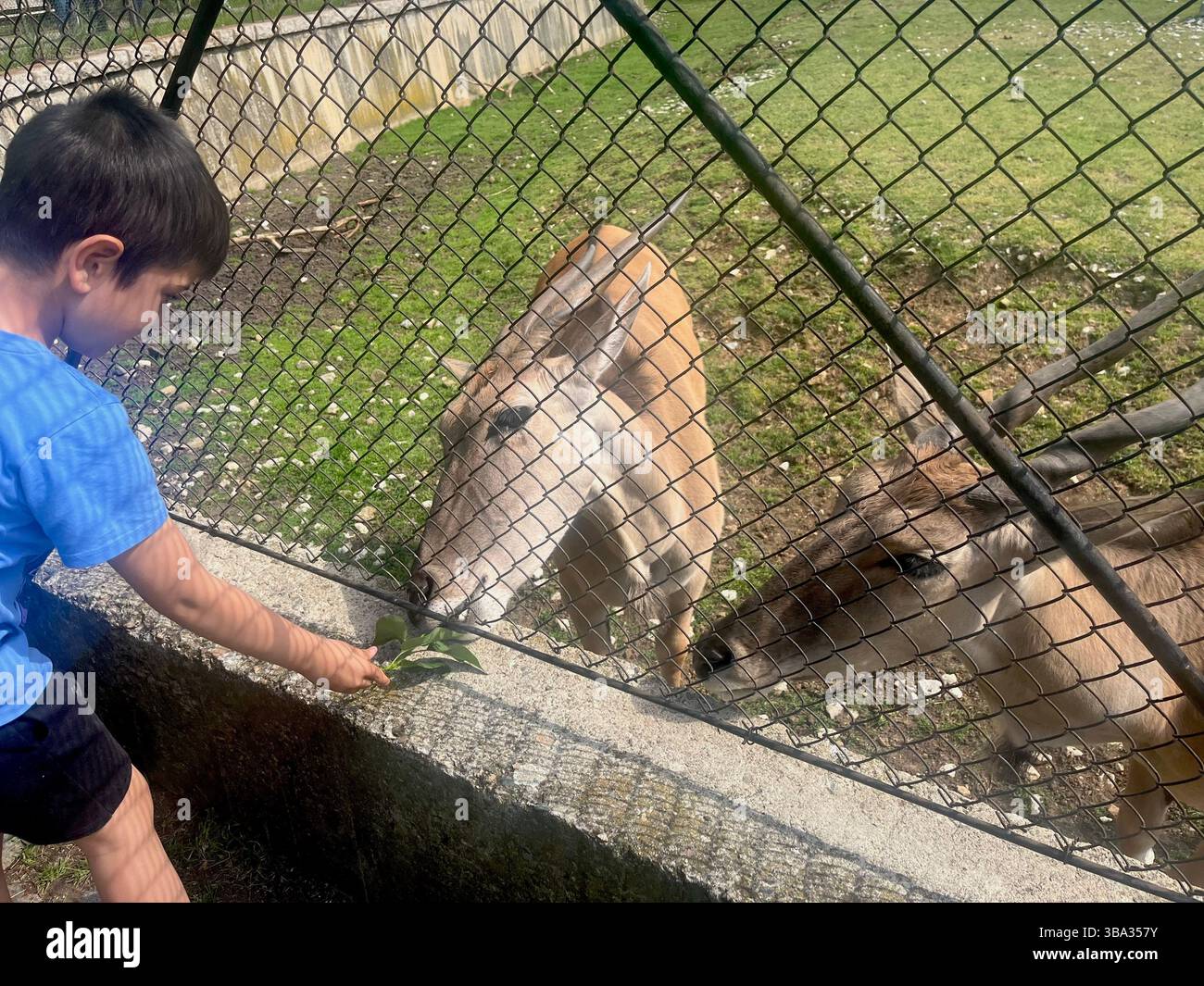 Young visitor boy feeds common elands (Taurotragus oryx) with leaves at ...