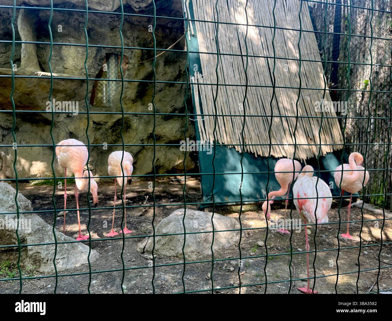 Pink flamingos in their enclosure at sofia zoo hi-res stock photography ...