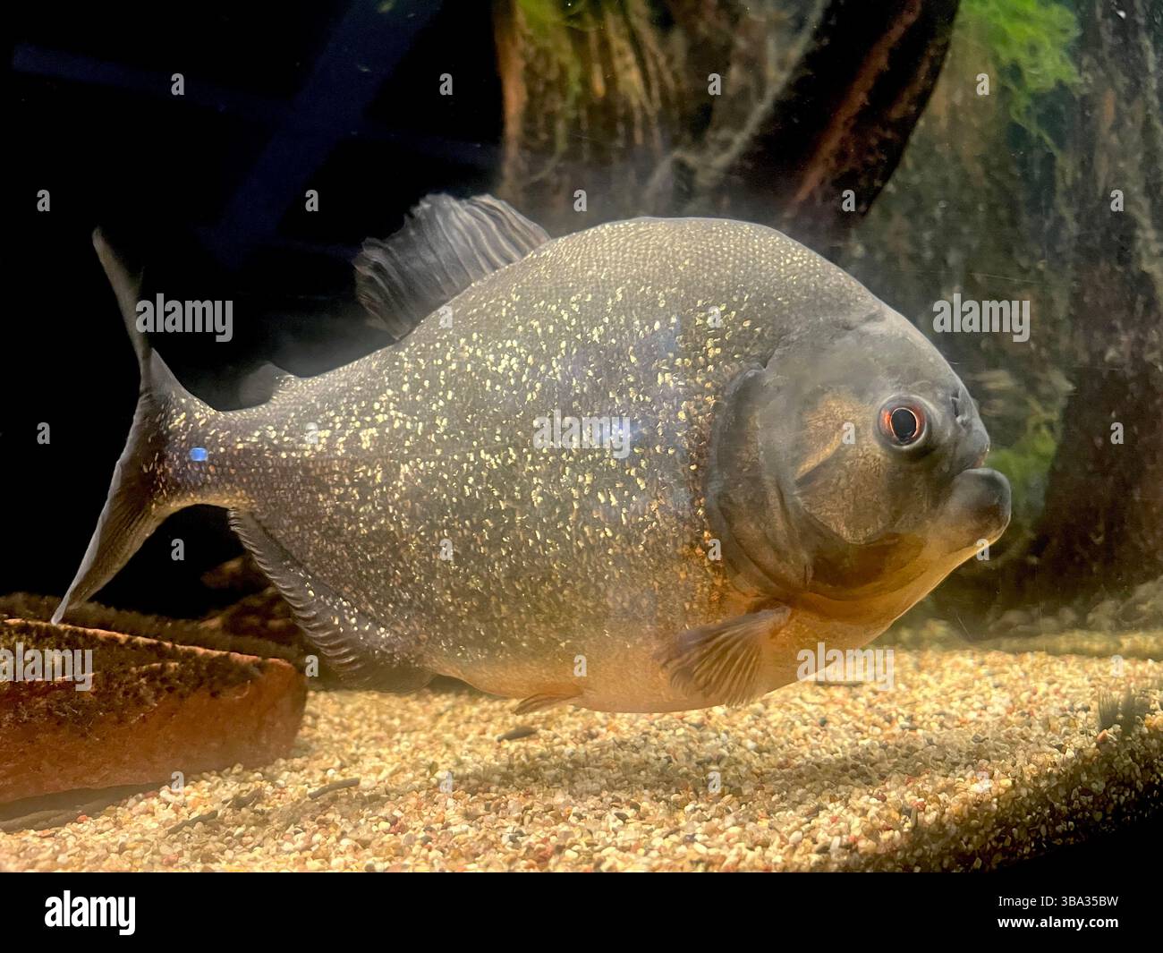 Red-bellied piranha Pygocentrus nattereri carnivorous fish in aquarium ...