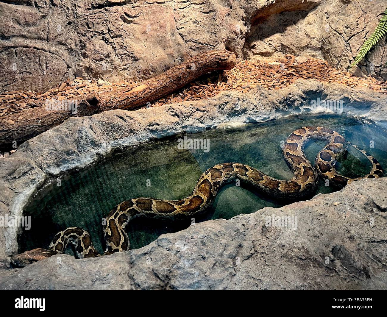 Snake zoo hi-res stock photography and images - Alamy