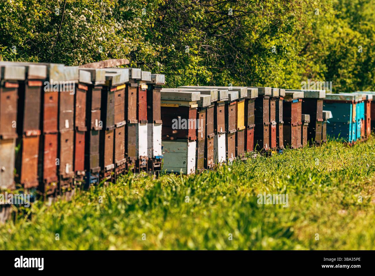 Wooden crate box bee hives in countryside, selective focus Stock Photo ...