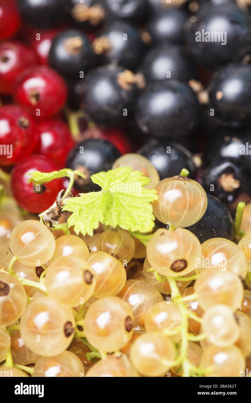 Currants types - white, red and black berries Stock Photo - Alamy