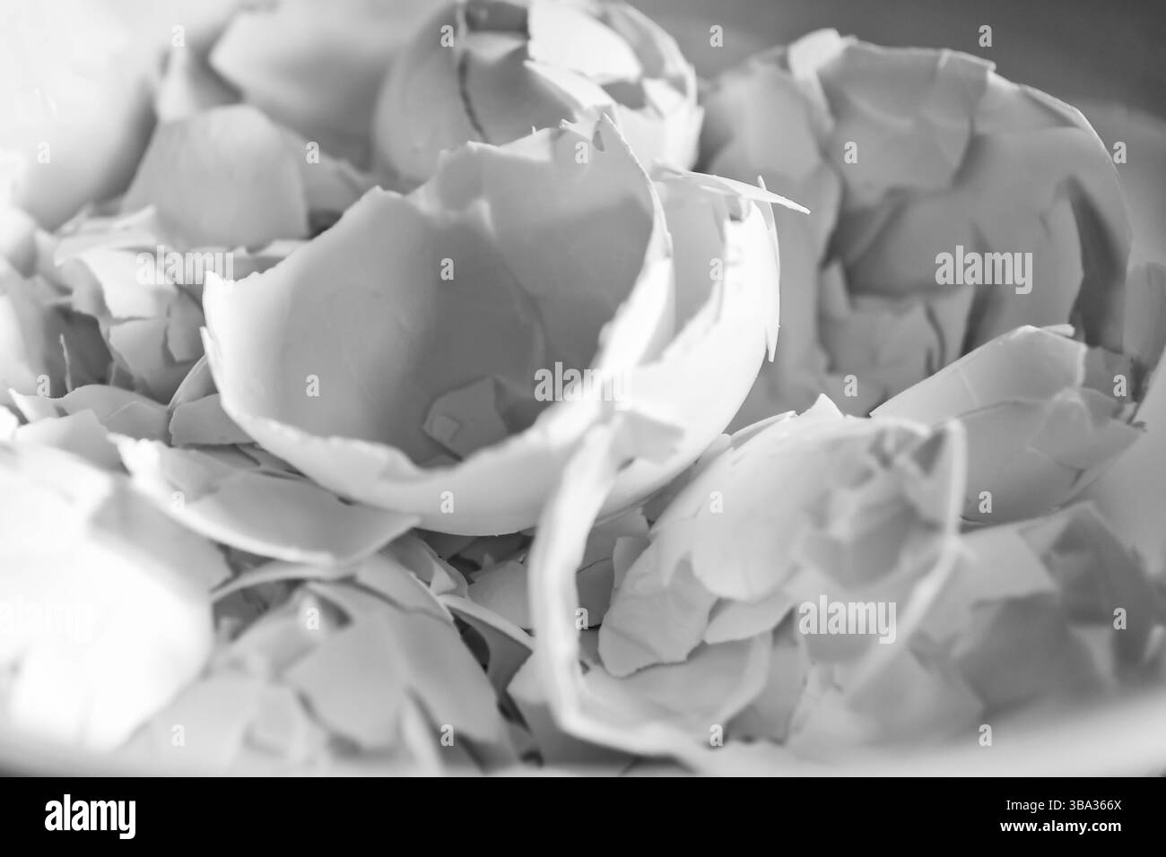 Black and white horizontal image of one Large eggshell piece on top of ...