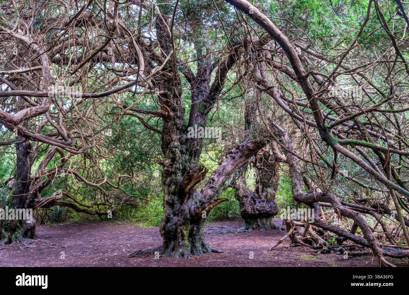 G baccata hi-res stock photography and images - Alamy