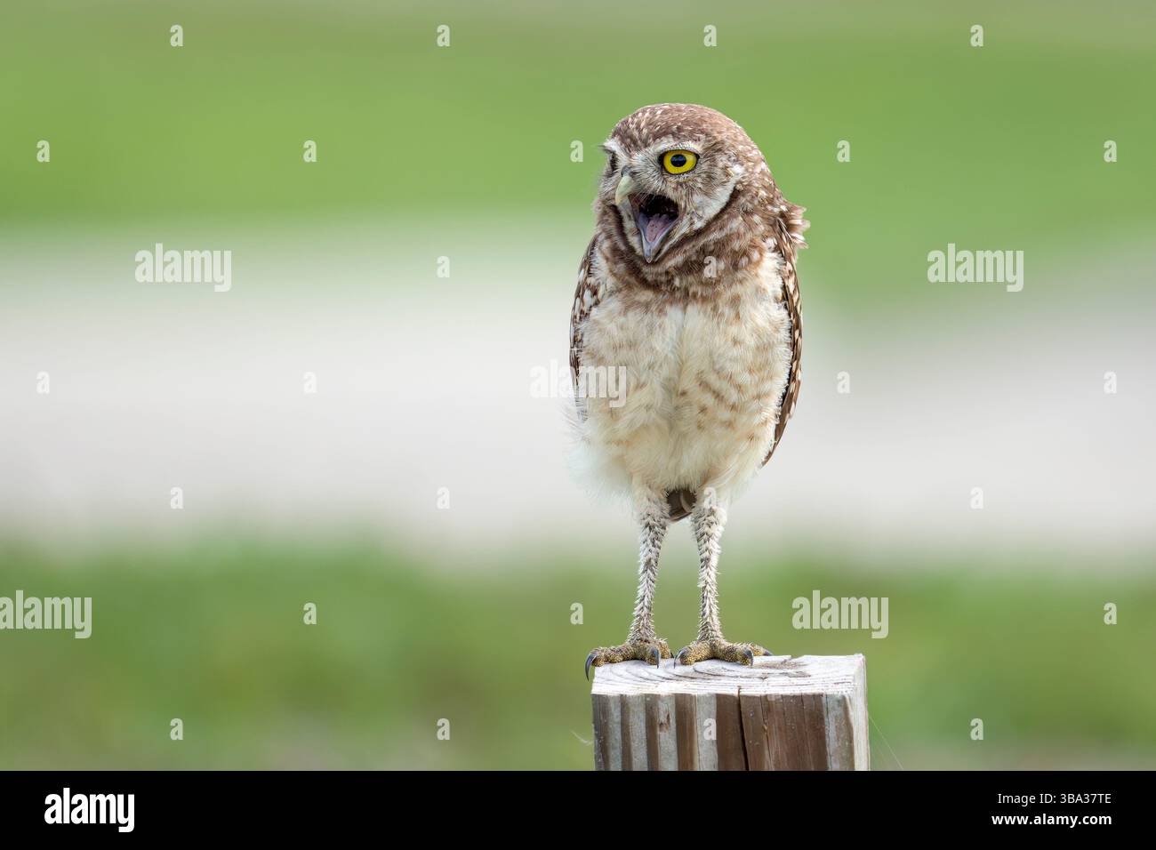 Davie, Florida, USA. 11th May, 2025. A burrowing owl stands watch by ...