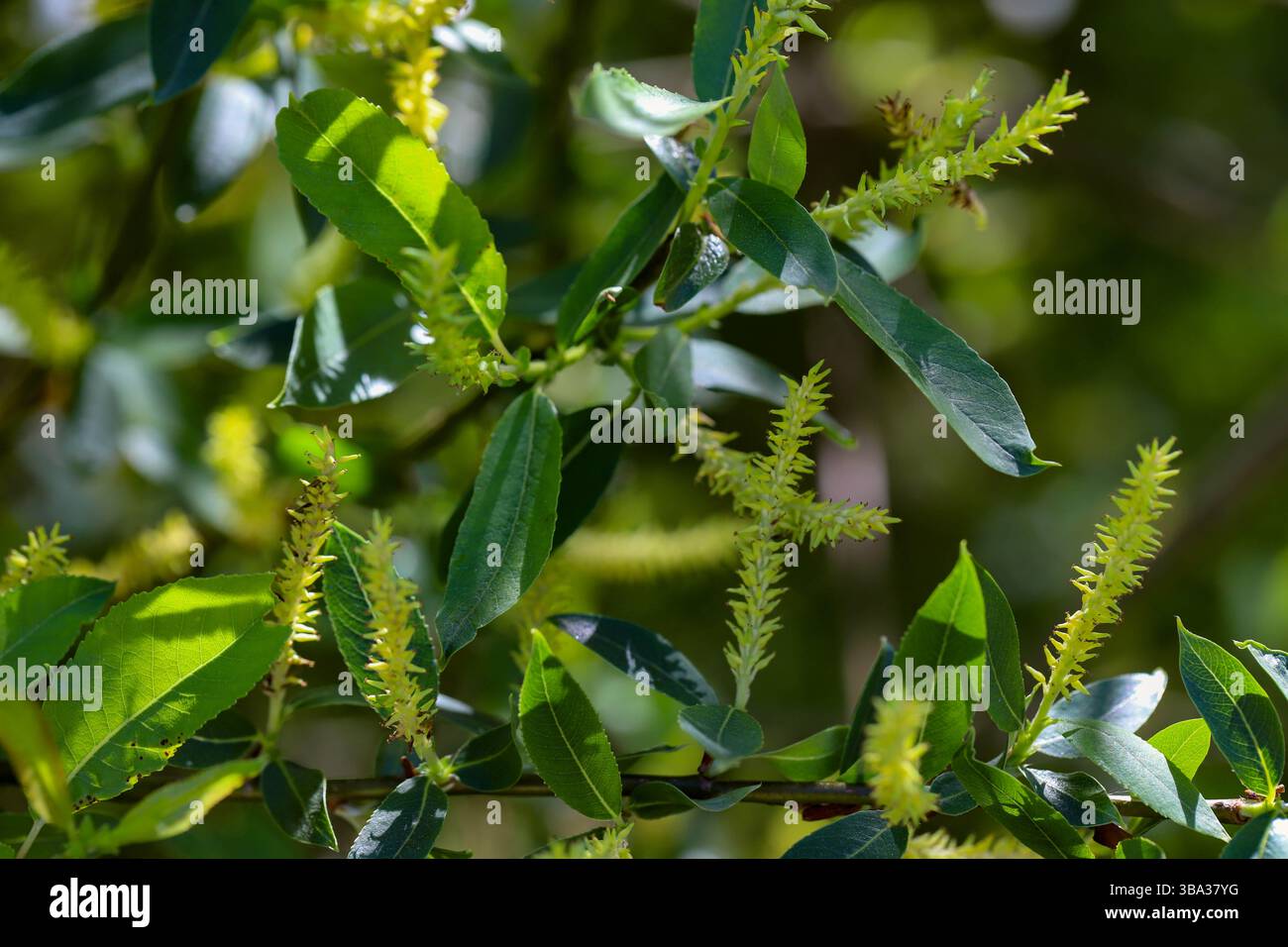 Spring blossoming trees closeup hi-res stock photography and images - Alamy