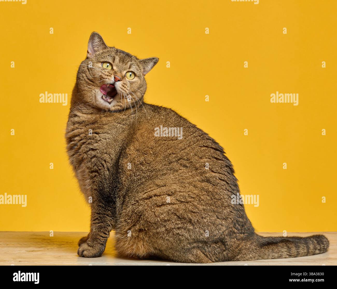 Cat with brown fur licks its lips against a yellow background. The cat ...