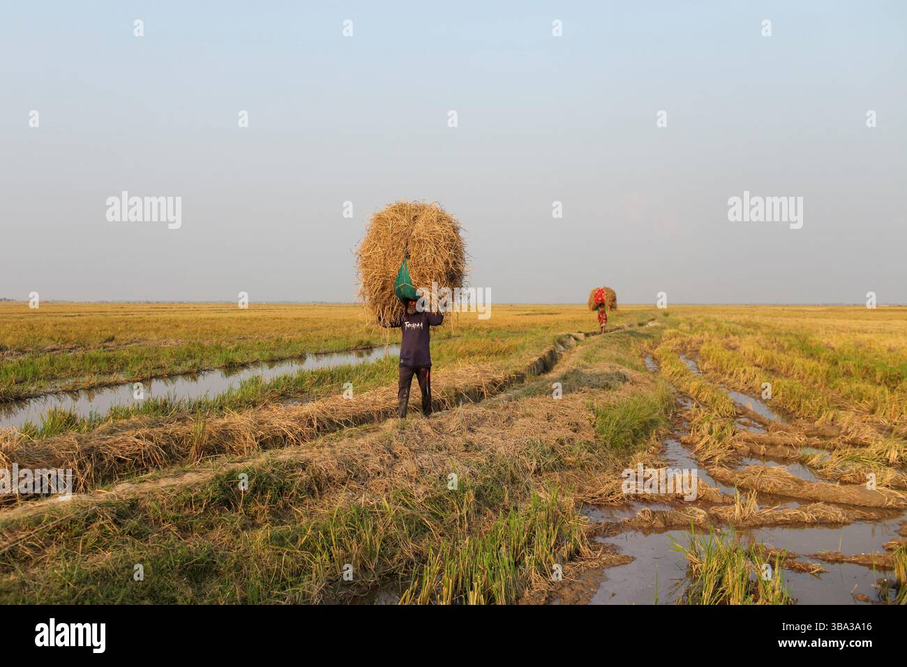 Dhaka, Dhaka, Bangladesh. 11th May, 2025. Farmers are busy harvesting ...