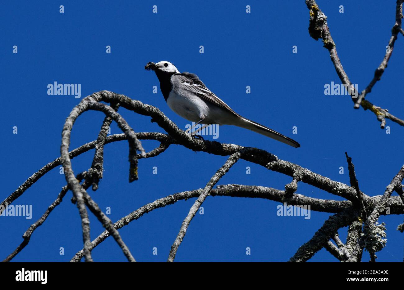 European Pied Wagtail with insects for it's chicks Stock Photo - Alamy