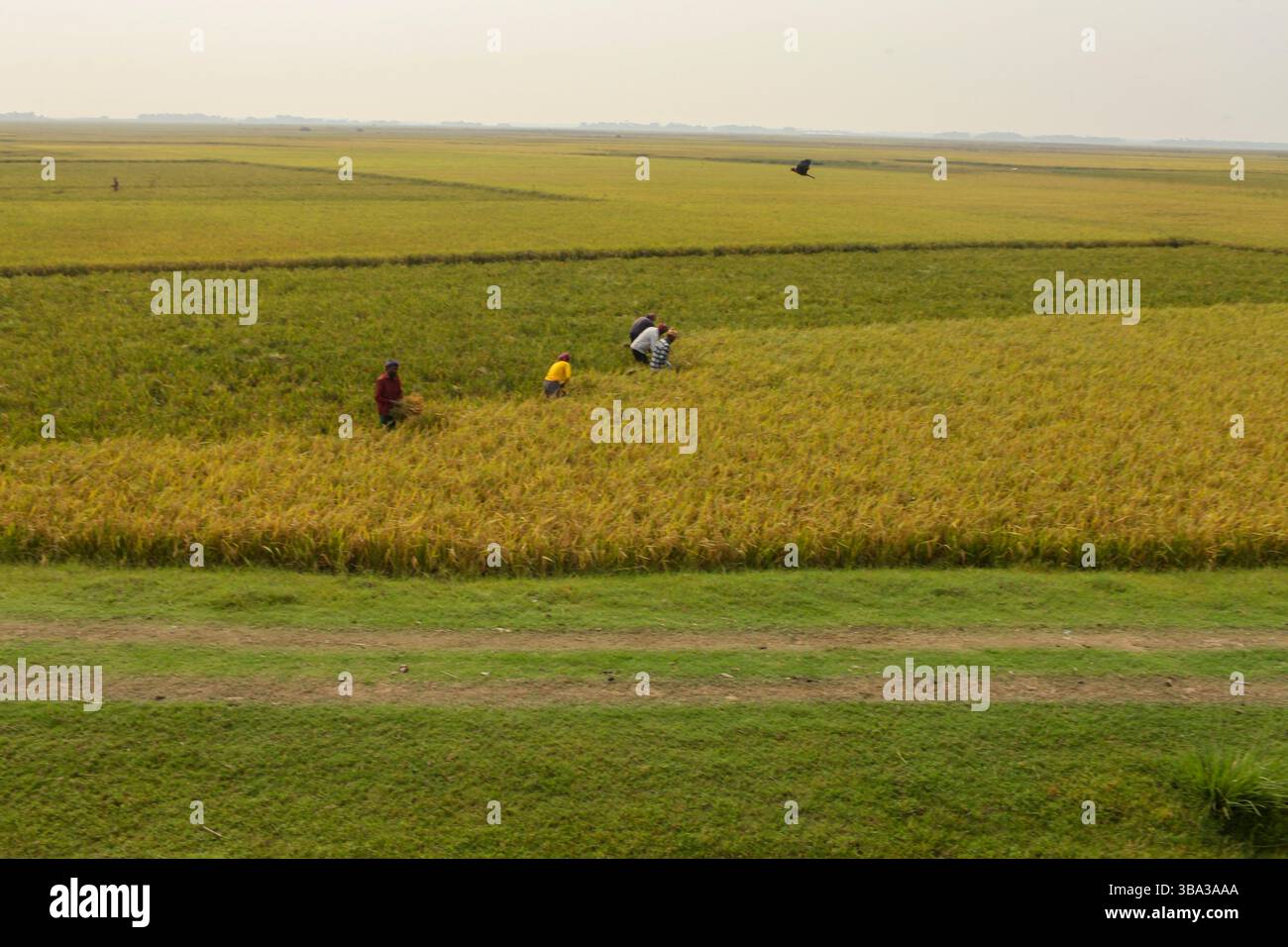 Dhaka, Dhaka, Bangladesh. 11th May, 2025. Farmers are busy harvesting ...