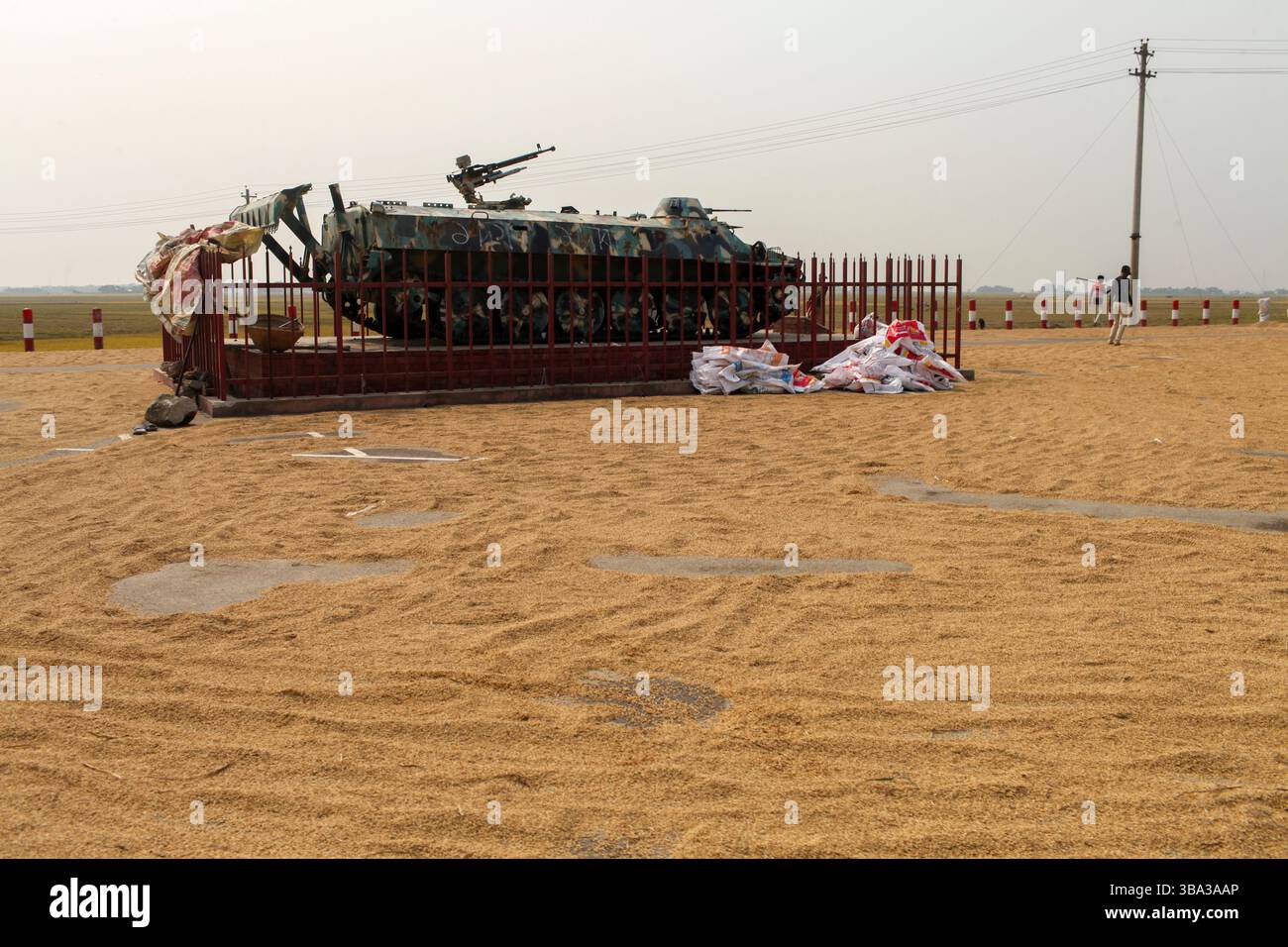Dhaka, Dhaka, Bangladesh. 11th May, 2025. Farmers are busy harvesting ...