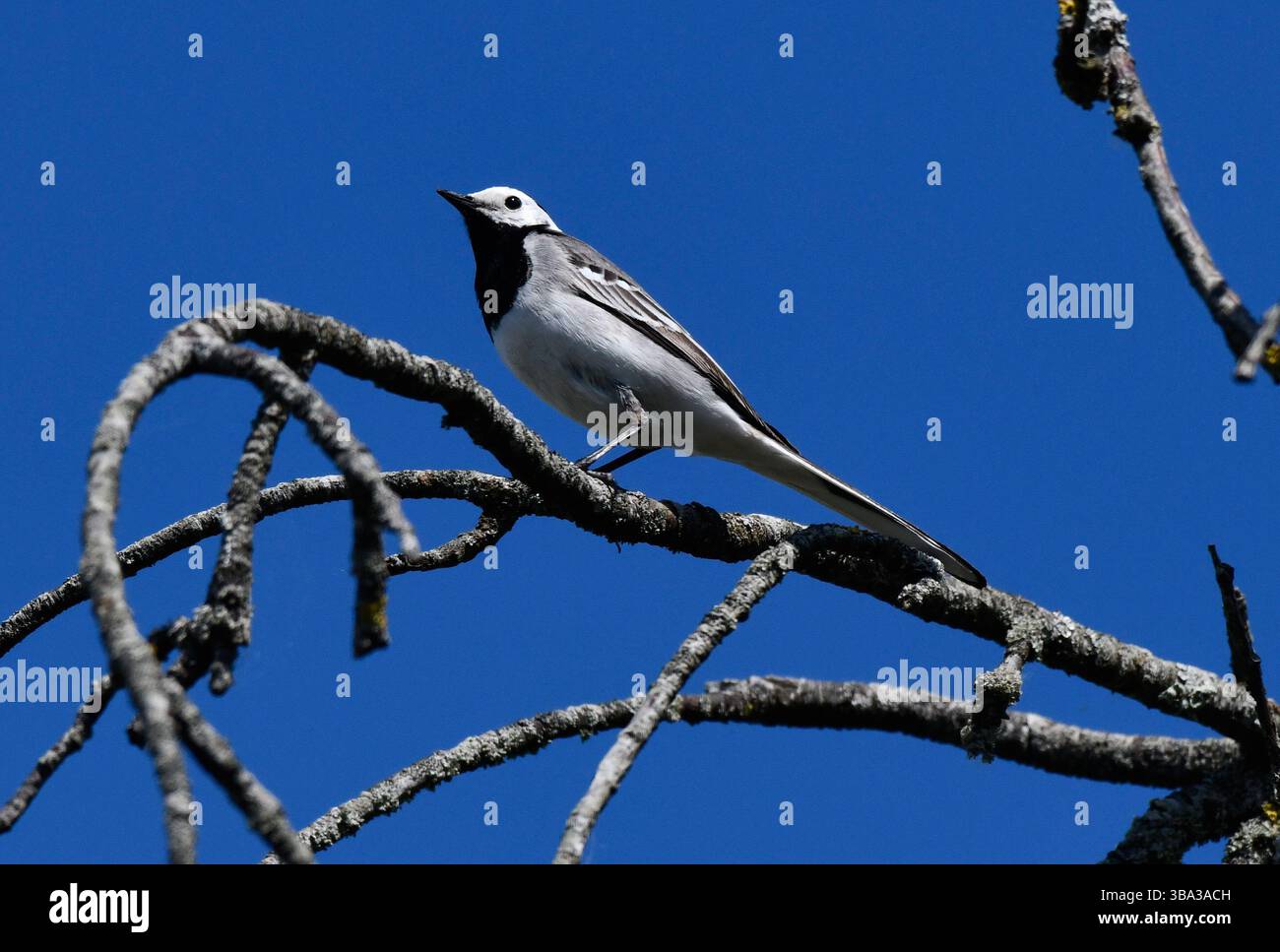 European Pied Wagtail Stock Photo - Alamy