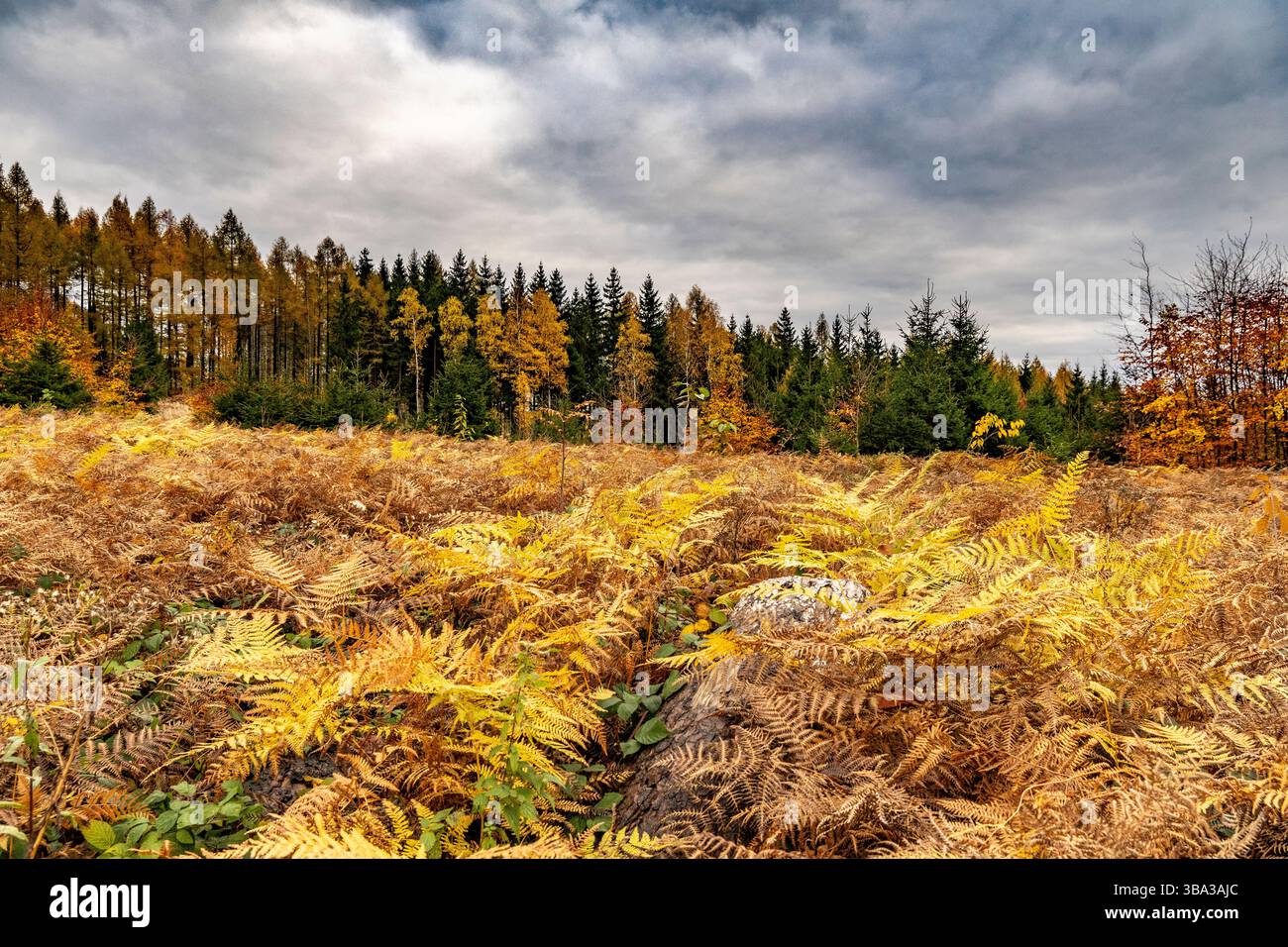 In upper lusatia hi-res stock photography and images - Alamy