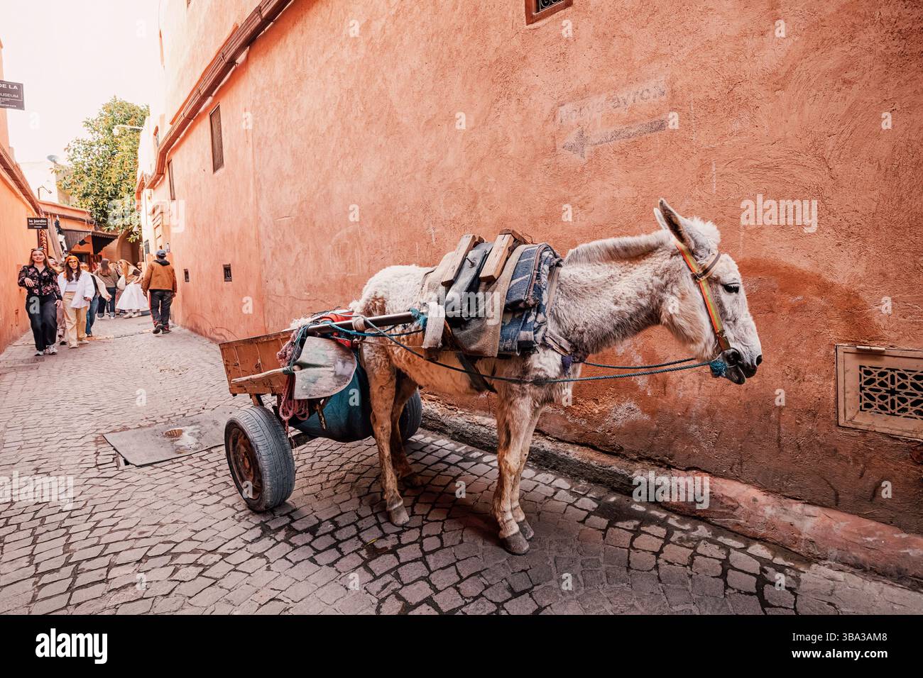 09 March 2025, Marrakech, Morocco: donkey pulling an empty cart in a ...