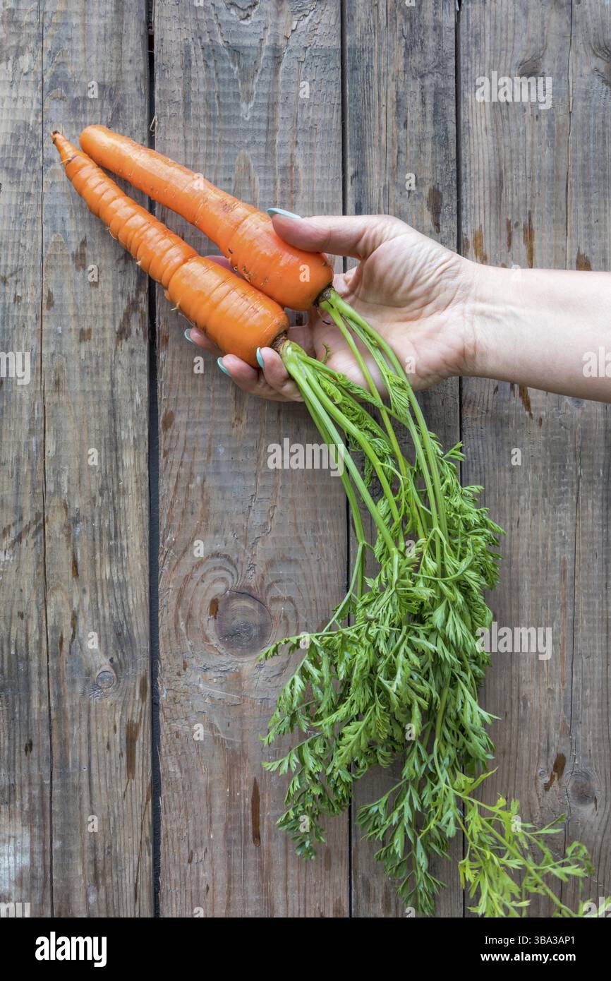 Two fresh garden carrot with green leaves in the hand, dark wooden ...