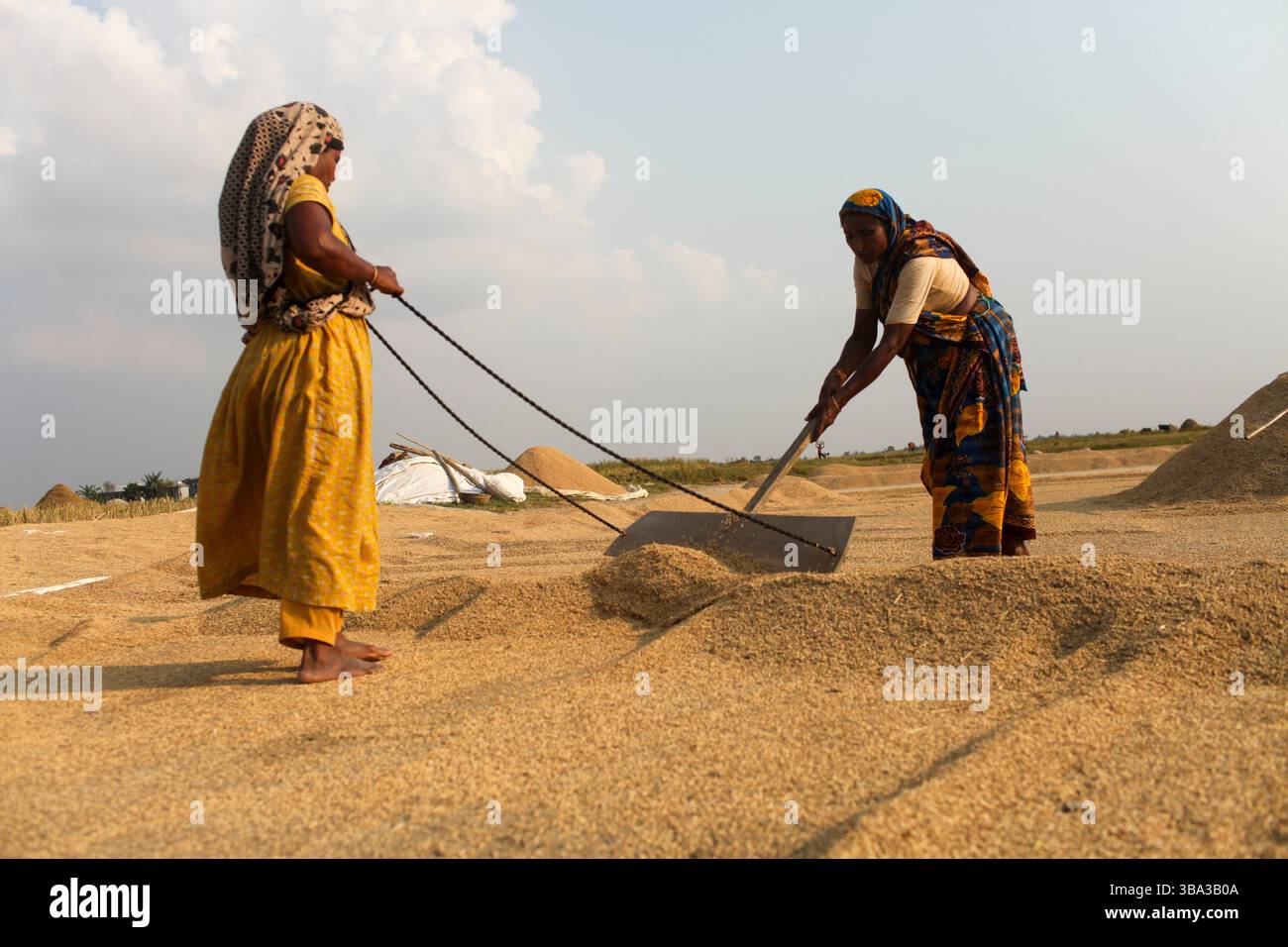 Dhaka, Dhaka, Bangladesh. 11th May, 2025. Women are busy harvesting ...