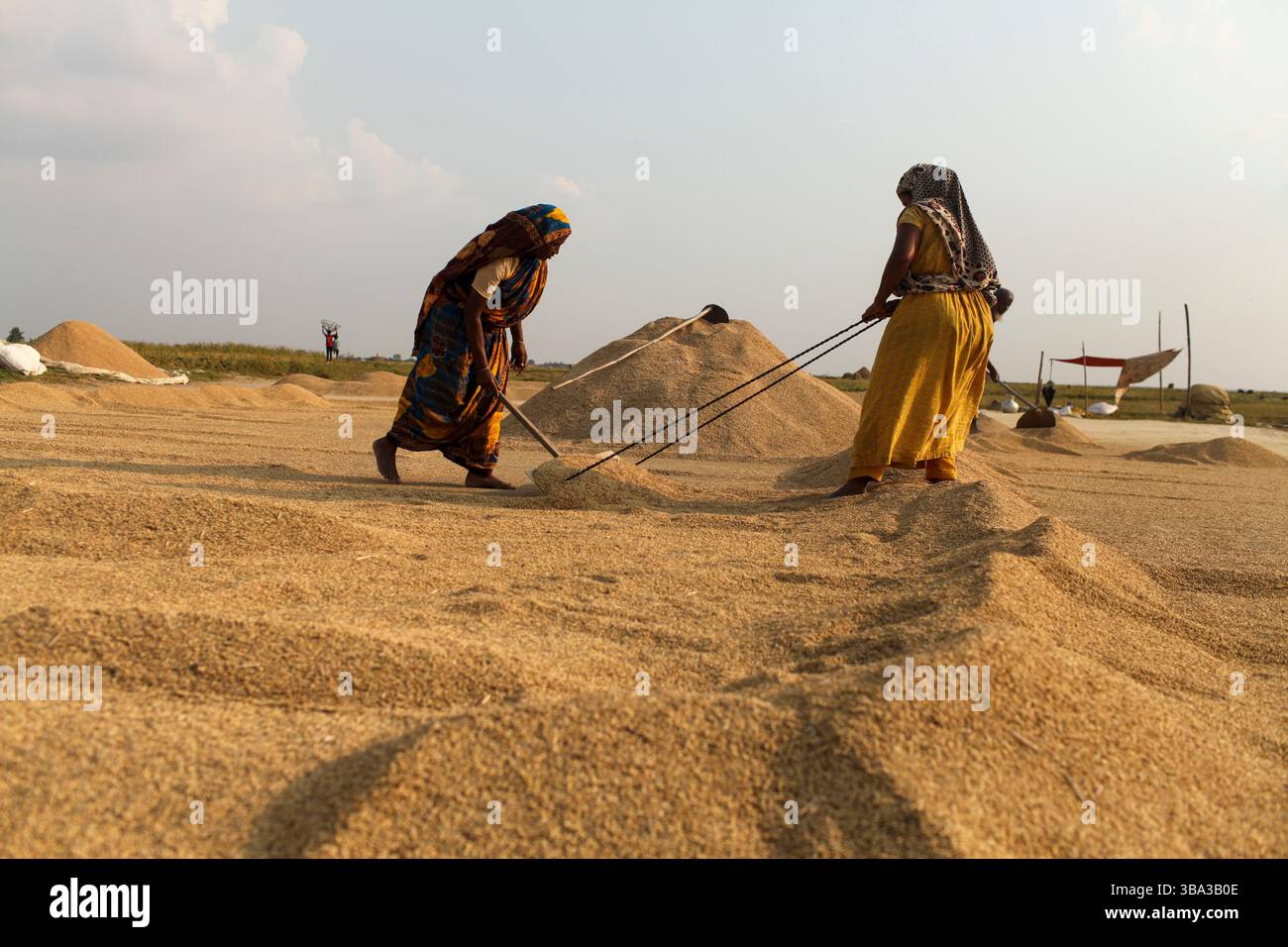 Dhaka, Dhaka, Bangladesh. 11th May, 2025. Women are busy harvesting ...