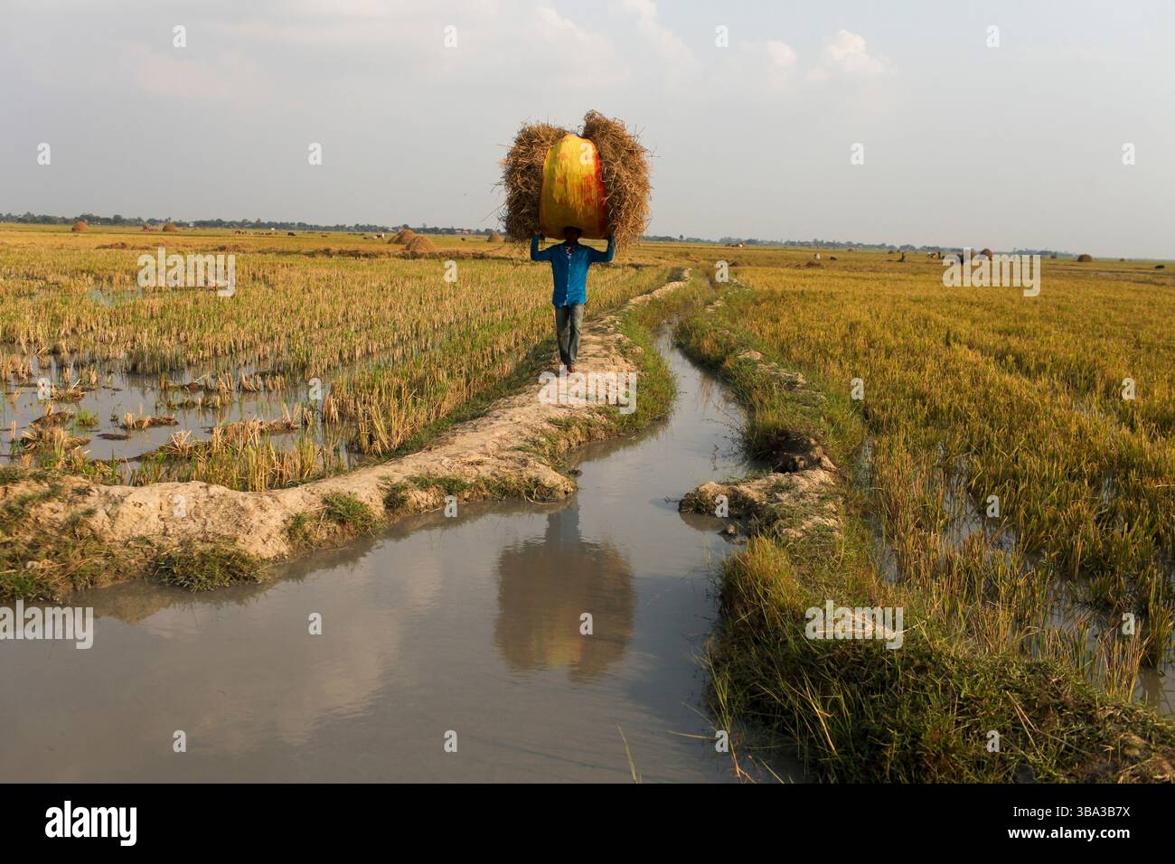 Dhaka, Dhaka, Bangladesh. 11th May, 2025. A Farmers busy harvesting ...