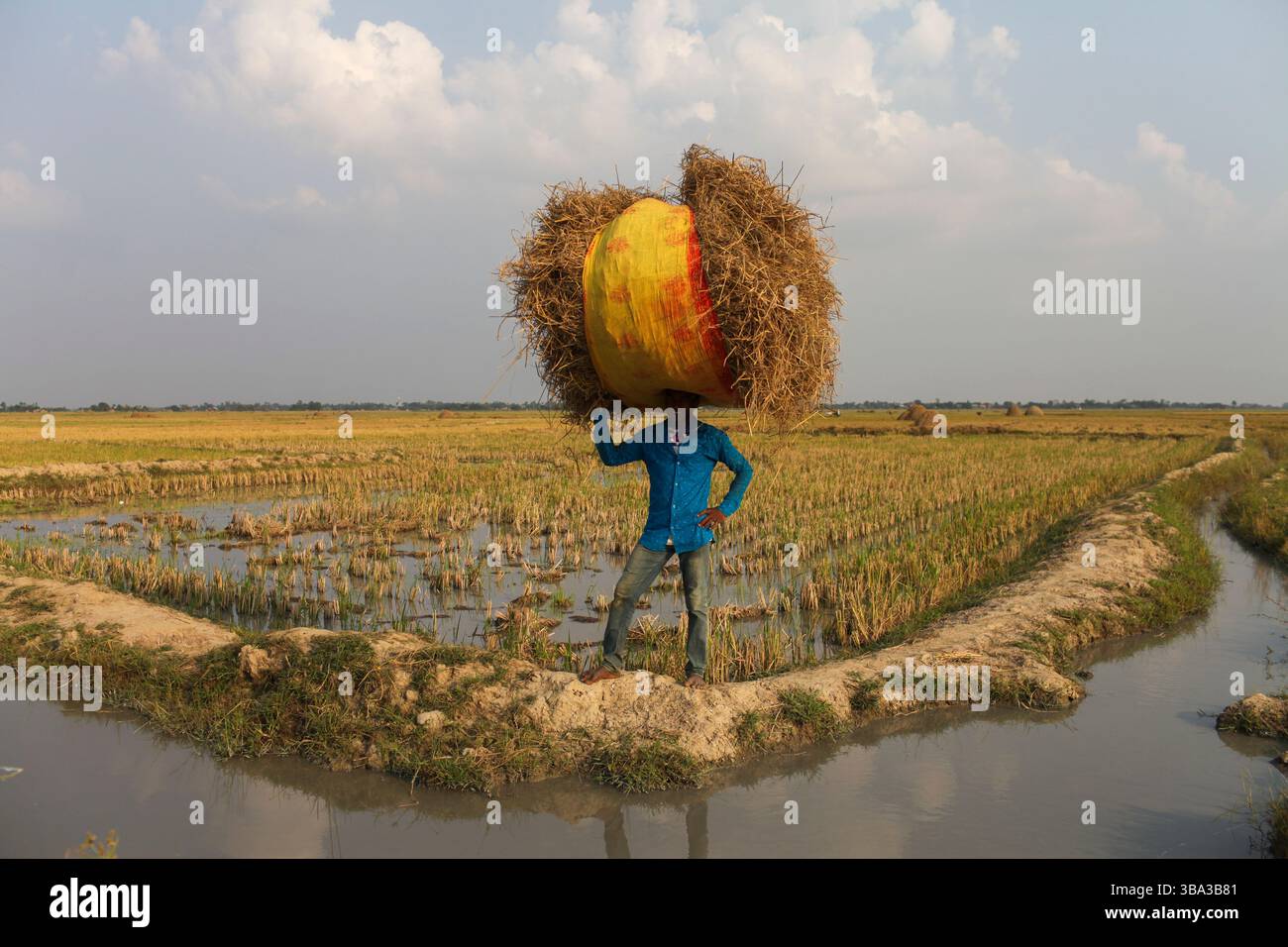 Dhaka, Dhaka, Bangladesh. 11th May, 2025. A Farmers busy harvesting ...