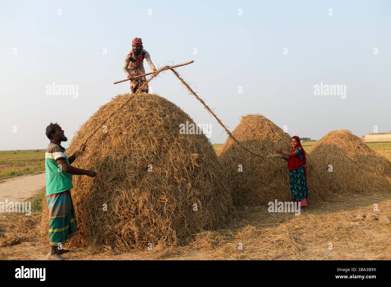 Dhaka, Dhaka, Bangladesh. 11th May, 2025. Farmers are busy harvesting ...