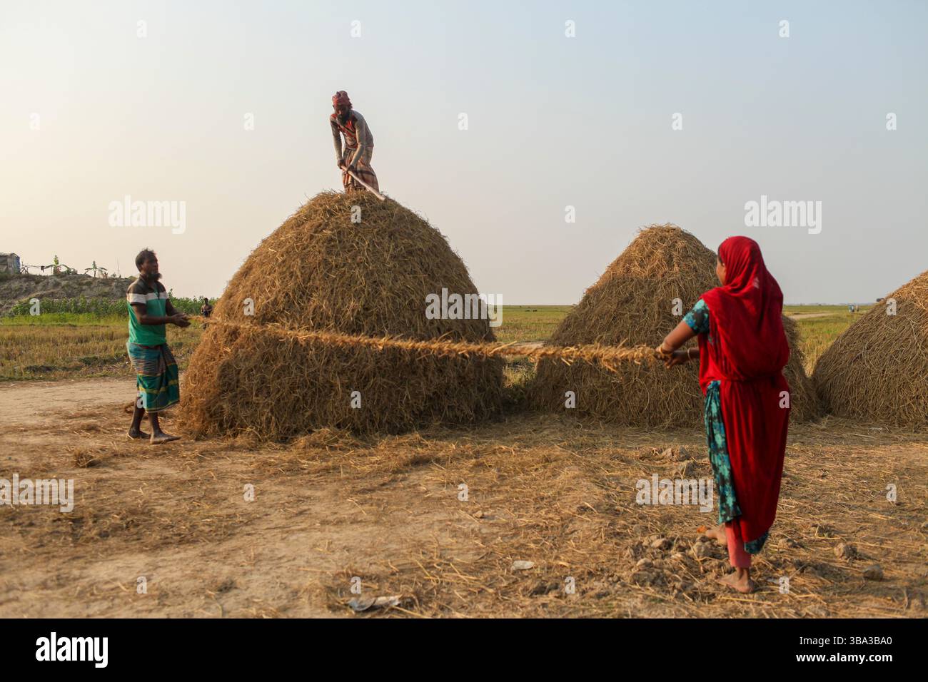 Dhaka, Dhaka, Bangladesh. 11th May, 2025. Farmers are busy harvesting ...
