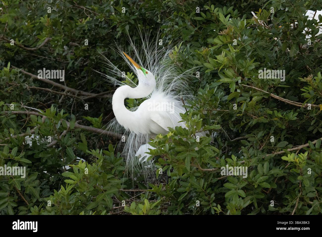 Great Egret showing off his breeding plumage in a stunning display at ...