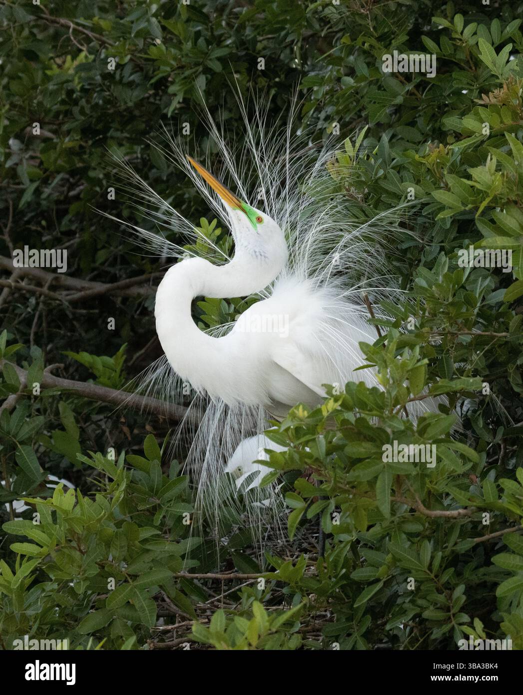 Great Egret showing off his breeding plumage in a stunning display at ...