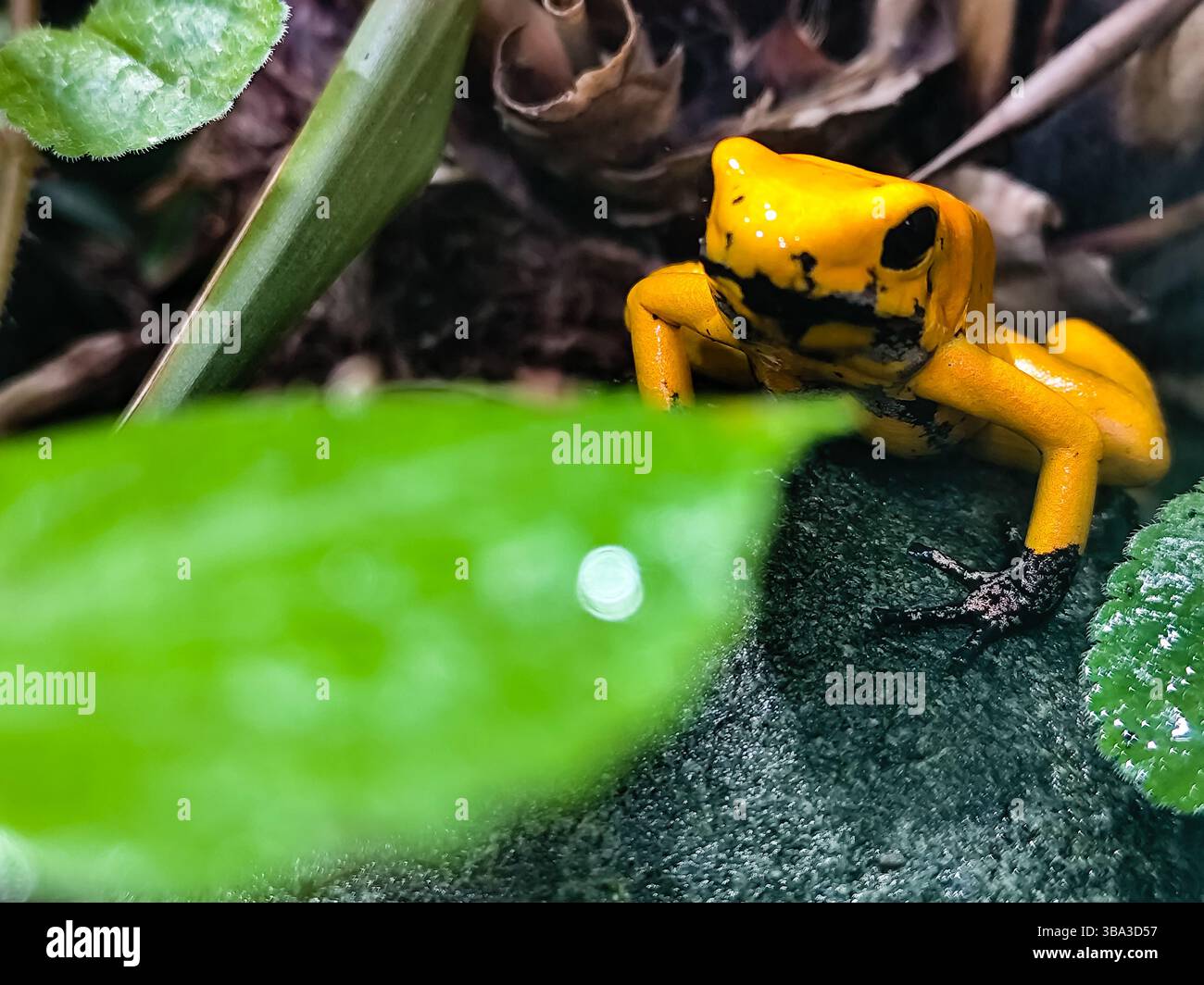 Golden poison frog endemic from the rainforests of Colombia ...
