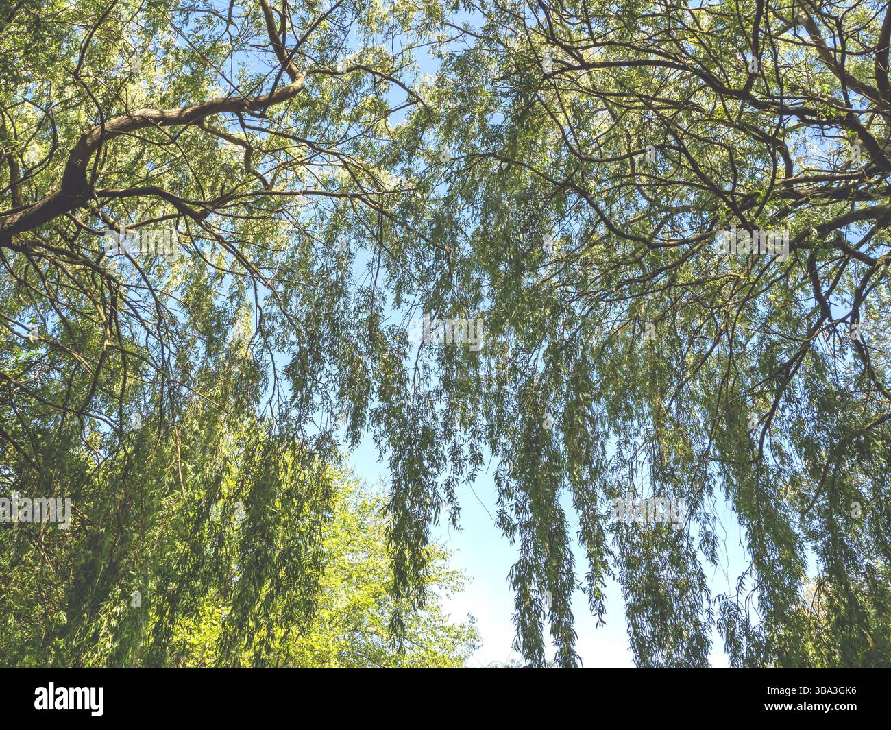 Looking up through the branches of weeping willow trees Stock Photo - Alamy