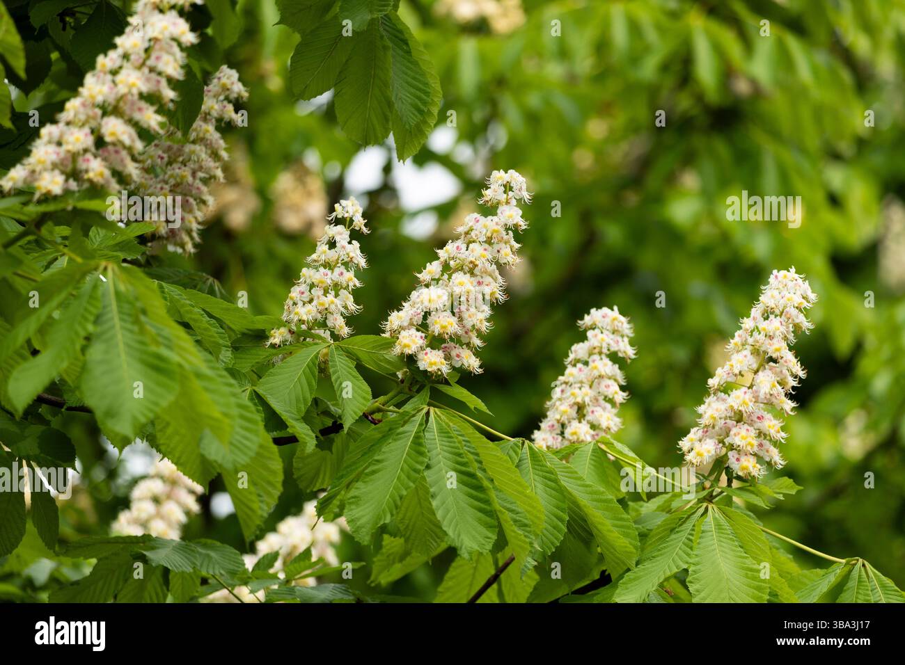 Flowers and leaves of chestnut in the park in spring. Common chestnut ...