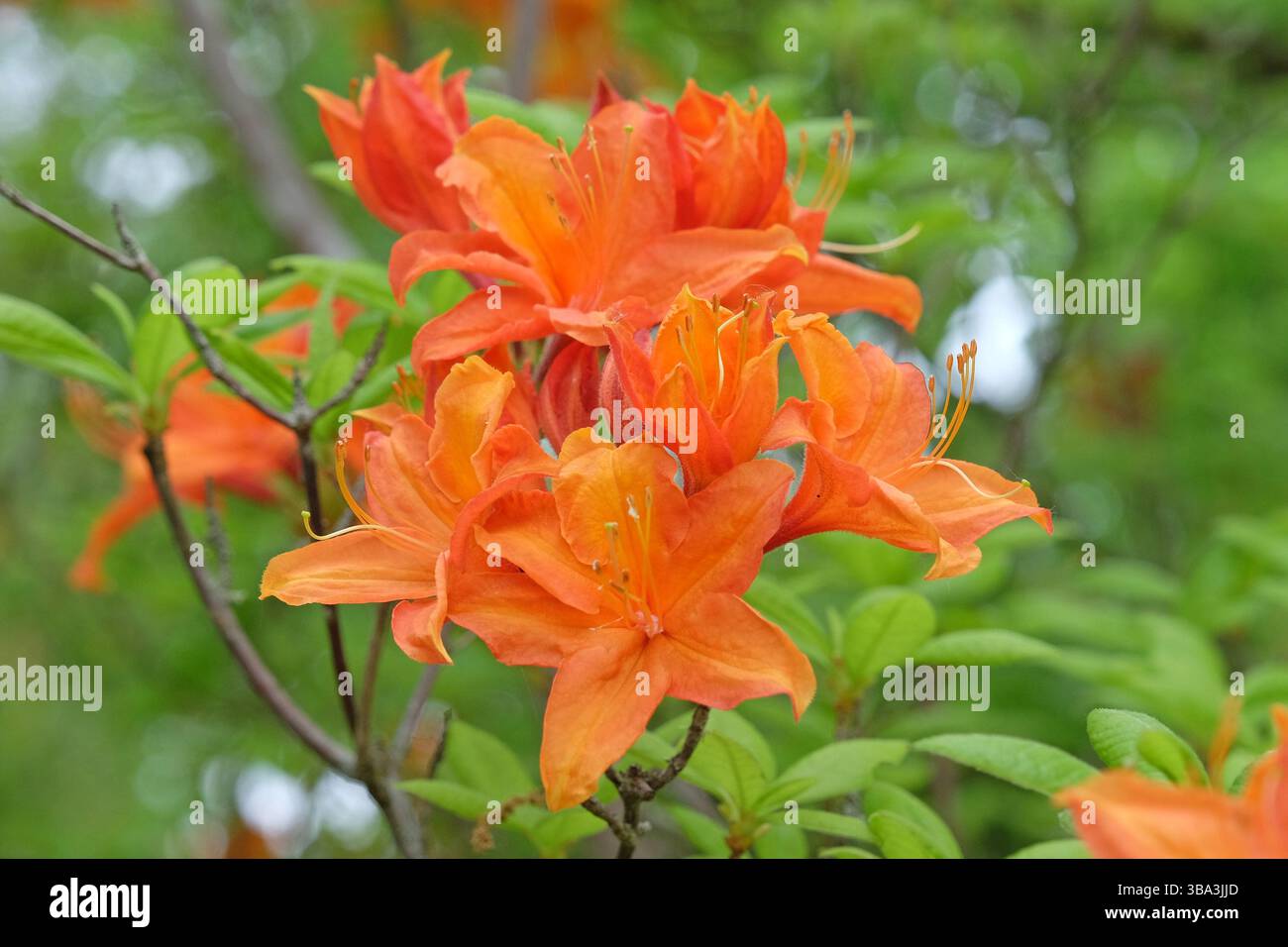 Bright orange Rhododendron ‘Golden Eagle, a deciduous flame azalea, in ...