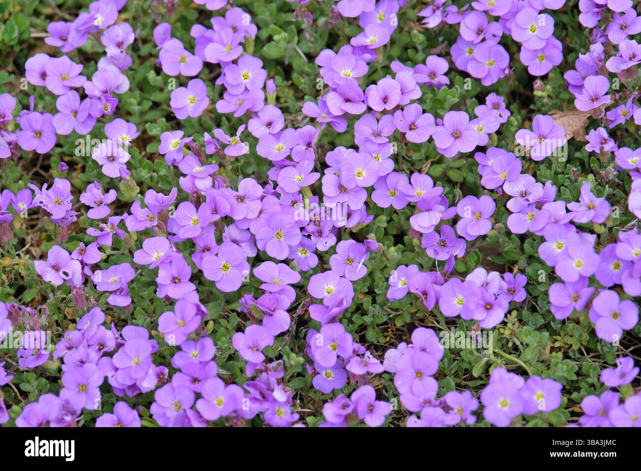 Purple alpine Aubrieta deltoidea, also known as aubretia, purple rock ...