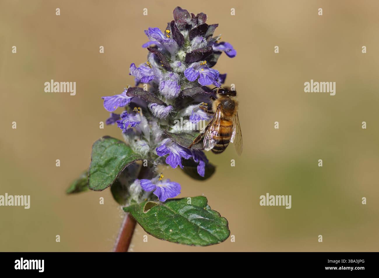 Close up Western honey bee or European honey bee (Apis mellifera) on ...