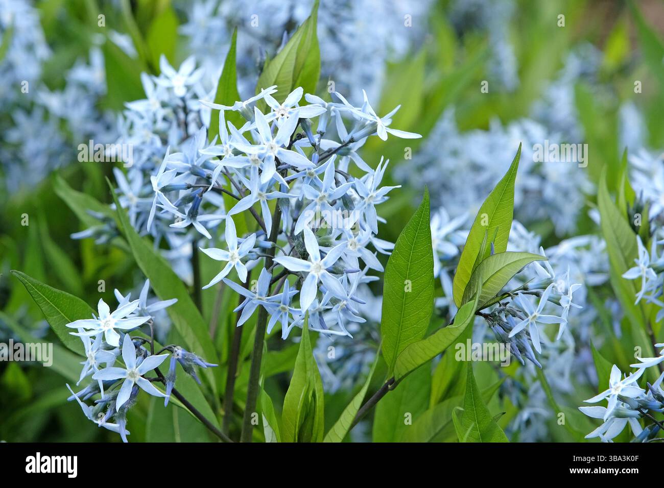 Blue Amsonia variety salicifolia, eastern bluestar, in flower Stock ...