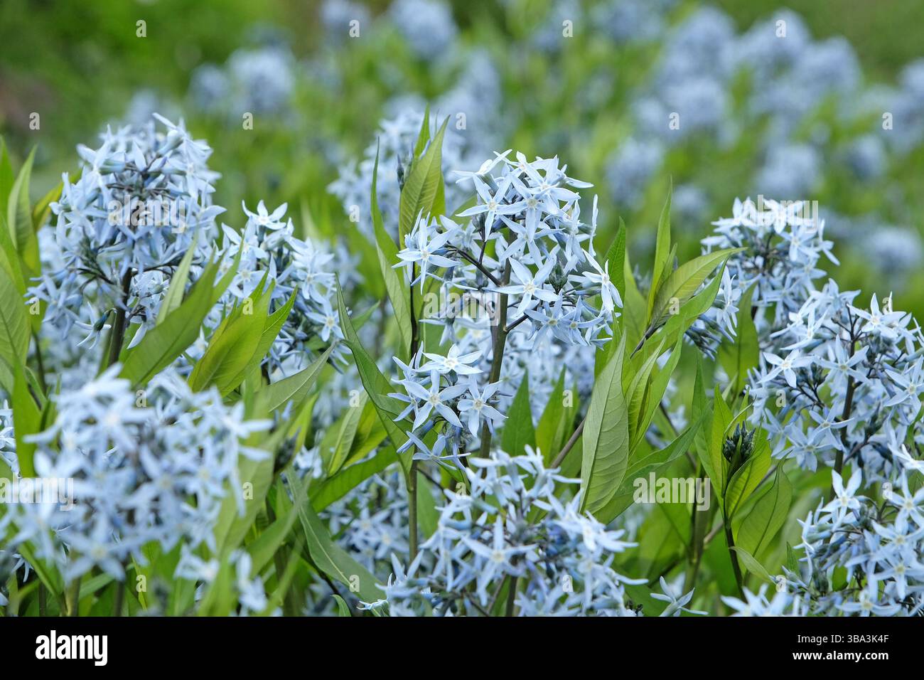 Blue Amsonia variety salicifolia, eastern bluestar, in flower Stock ...