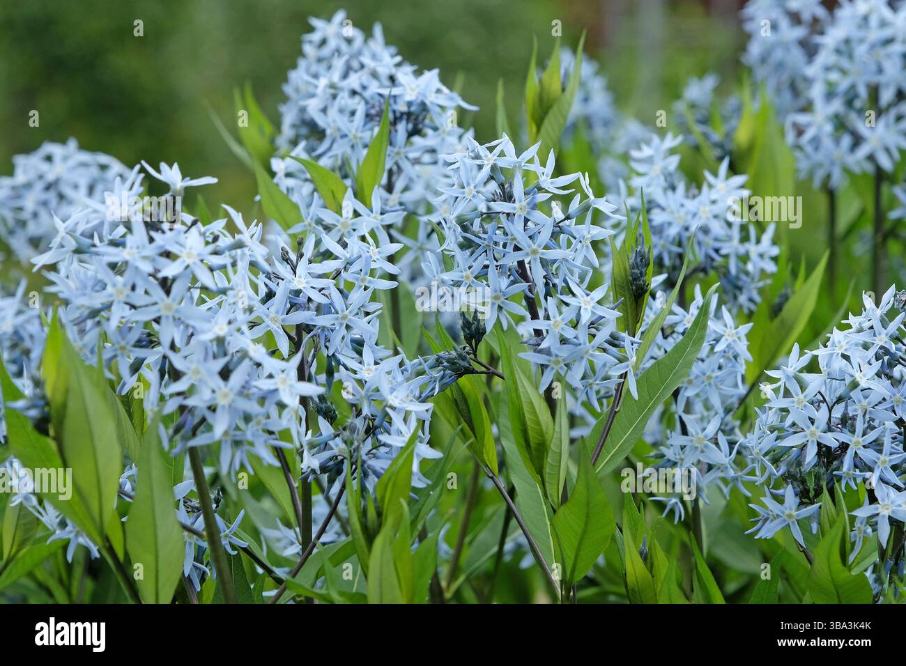 Blue Amsonia variety salicifolia, eastern bluestar, in flower Stock ...