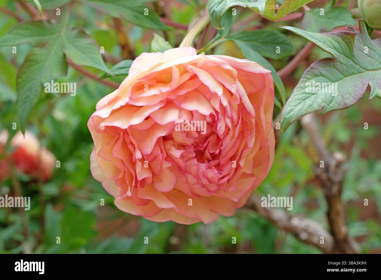Peach orange Paeonia, peony ‘Satin Rouge’ in flower Stock Photo - Alamy